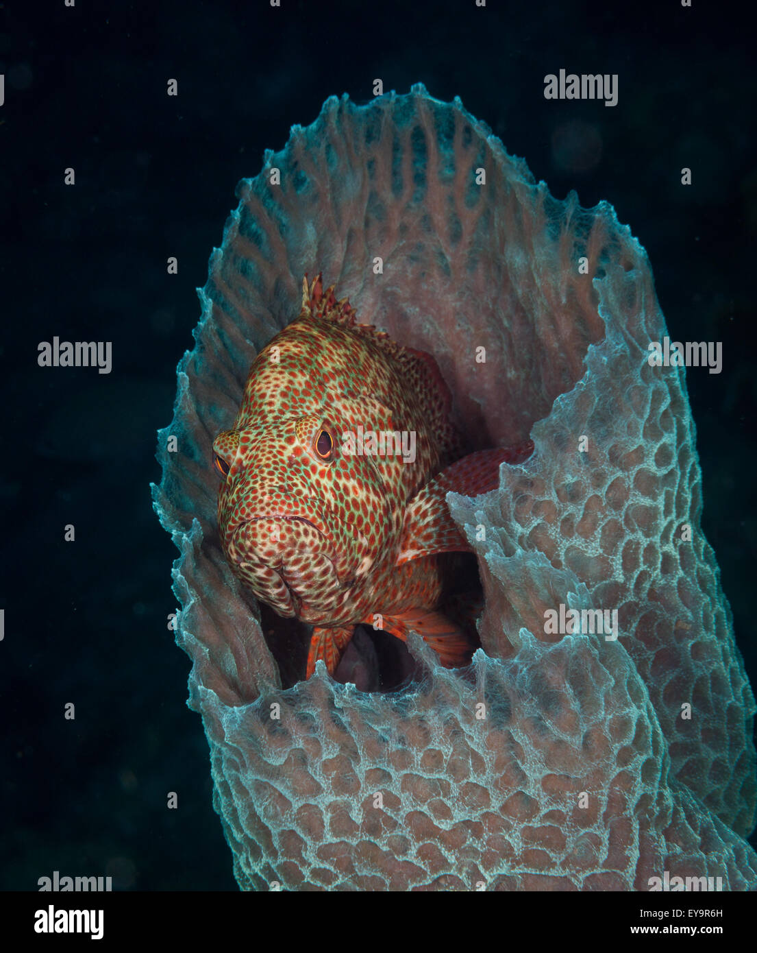 Osteichthyes caribbean cover cream divers eye fishes groupers hi-res ...