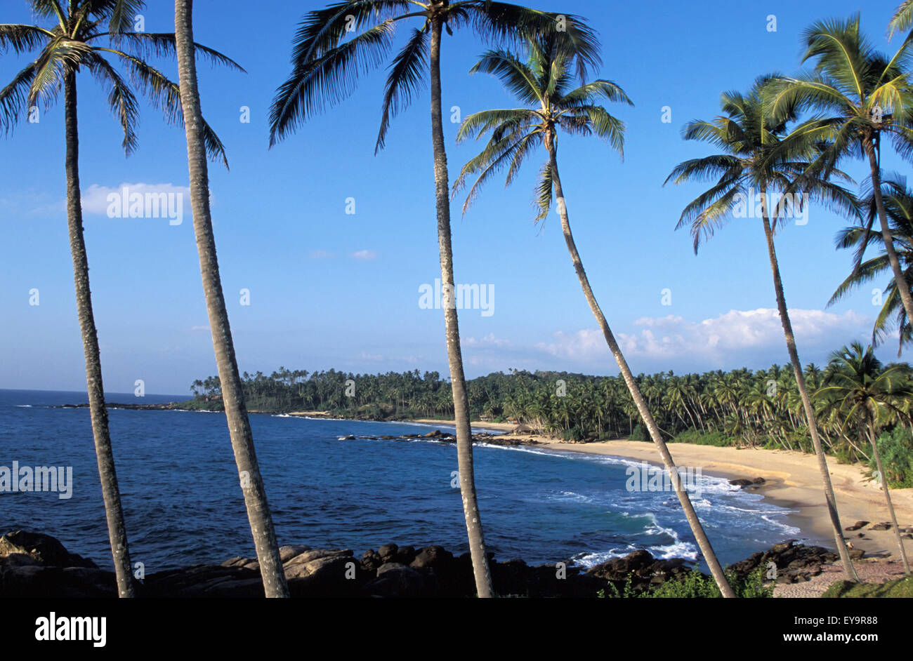 Palm Trees At Goyam Beach Stock Photo - Alamy