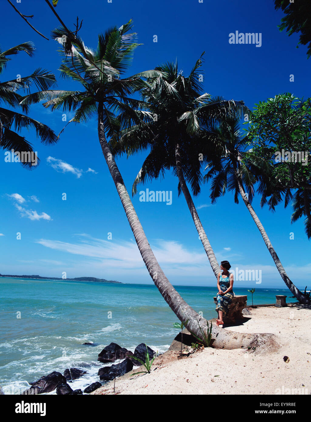 Woman Sunbathing Under Palm Trees Stock Photo - Alamy
