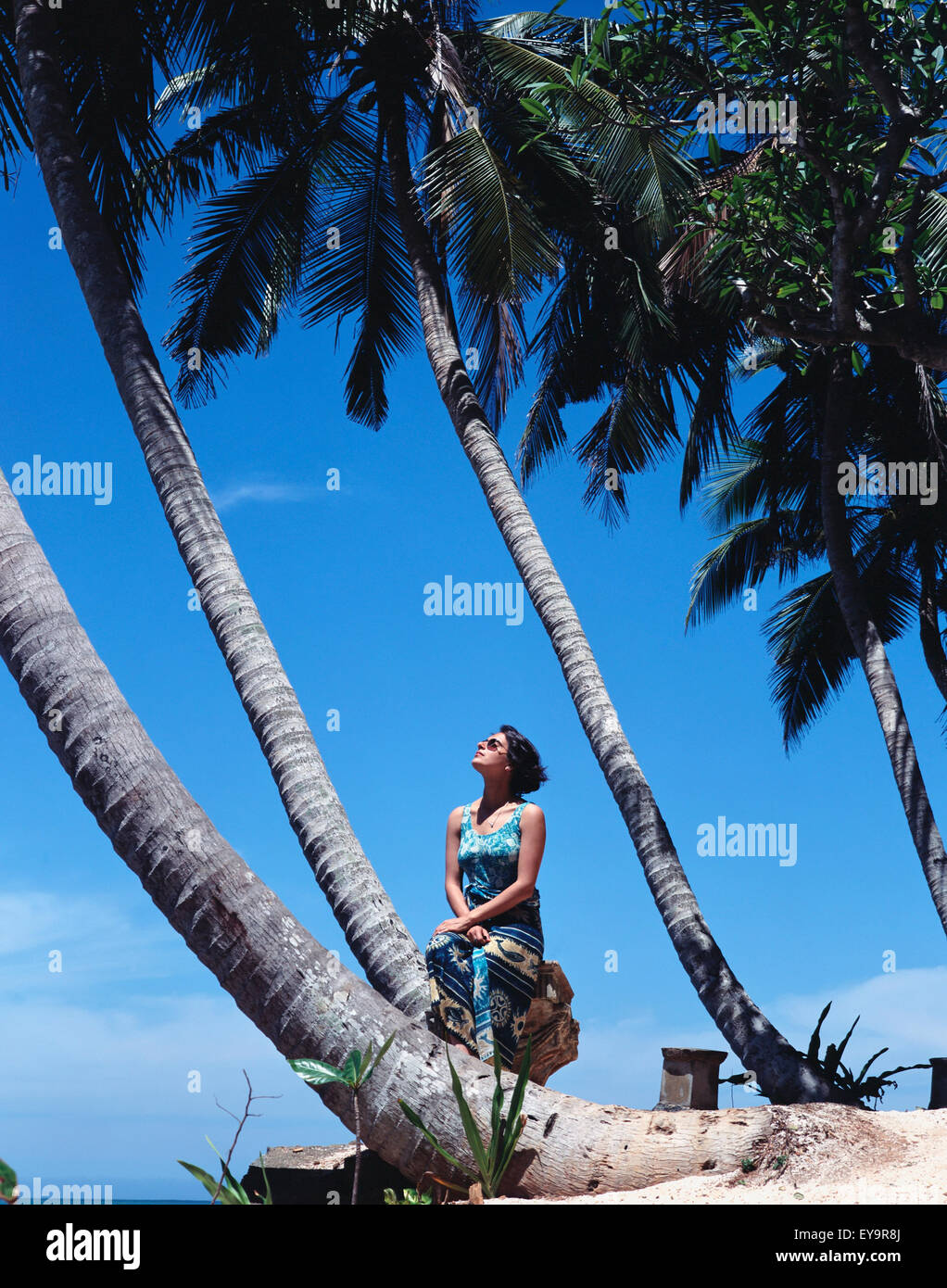 Sunbathing Under Palm Tree Stock Photo - Alamy