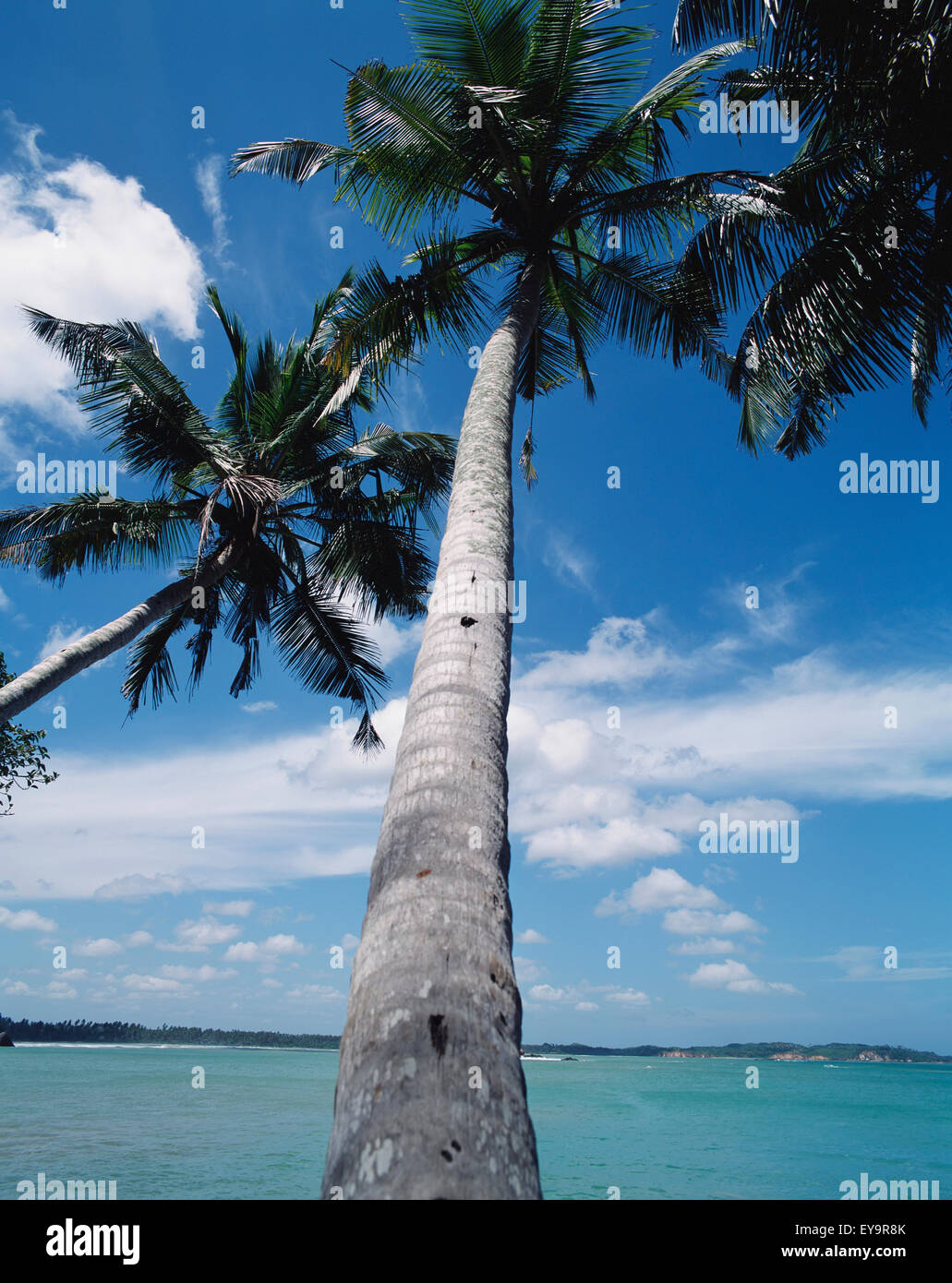 Palm Trees Leaning Over Ocean Stock Photo - Alamy