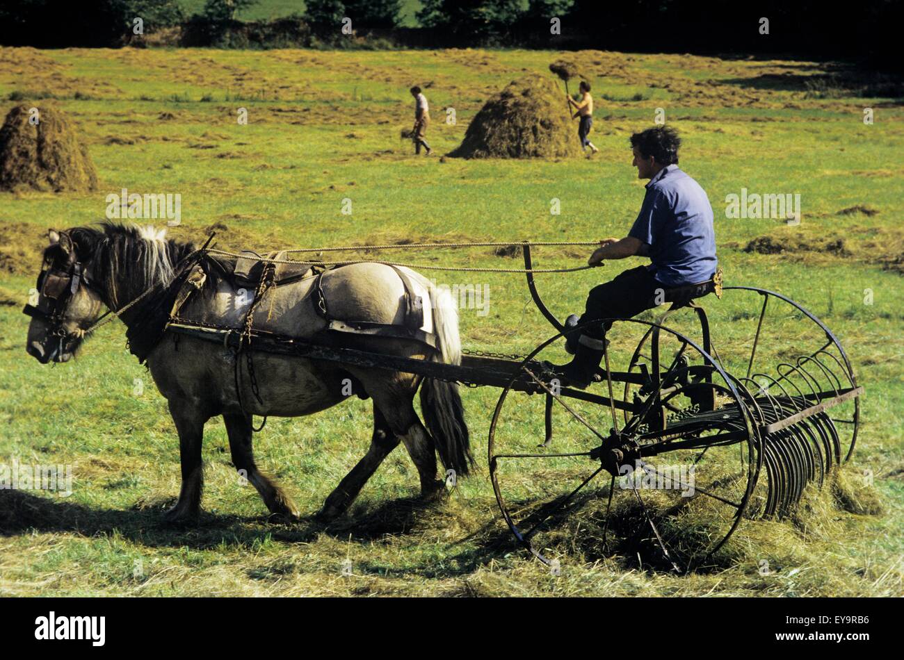 Side Profile Of A Farmer Making Hay, Killaloe, County Clare, Republic ...
