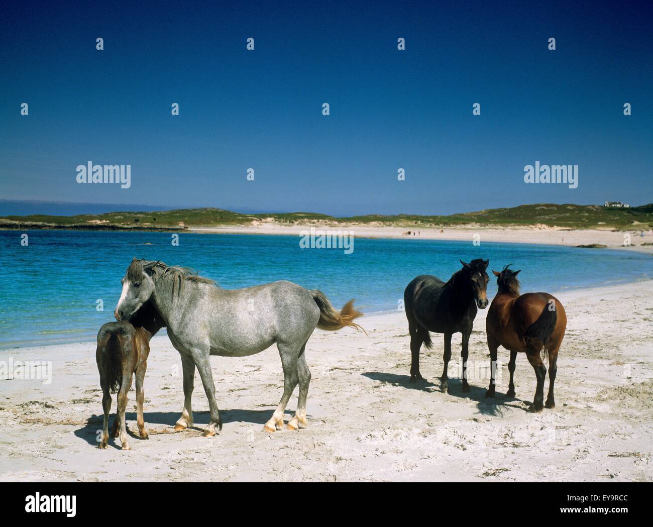 Four Connemara Ponies On The Beach, Connemara, Co. Galway, Republic Of ...