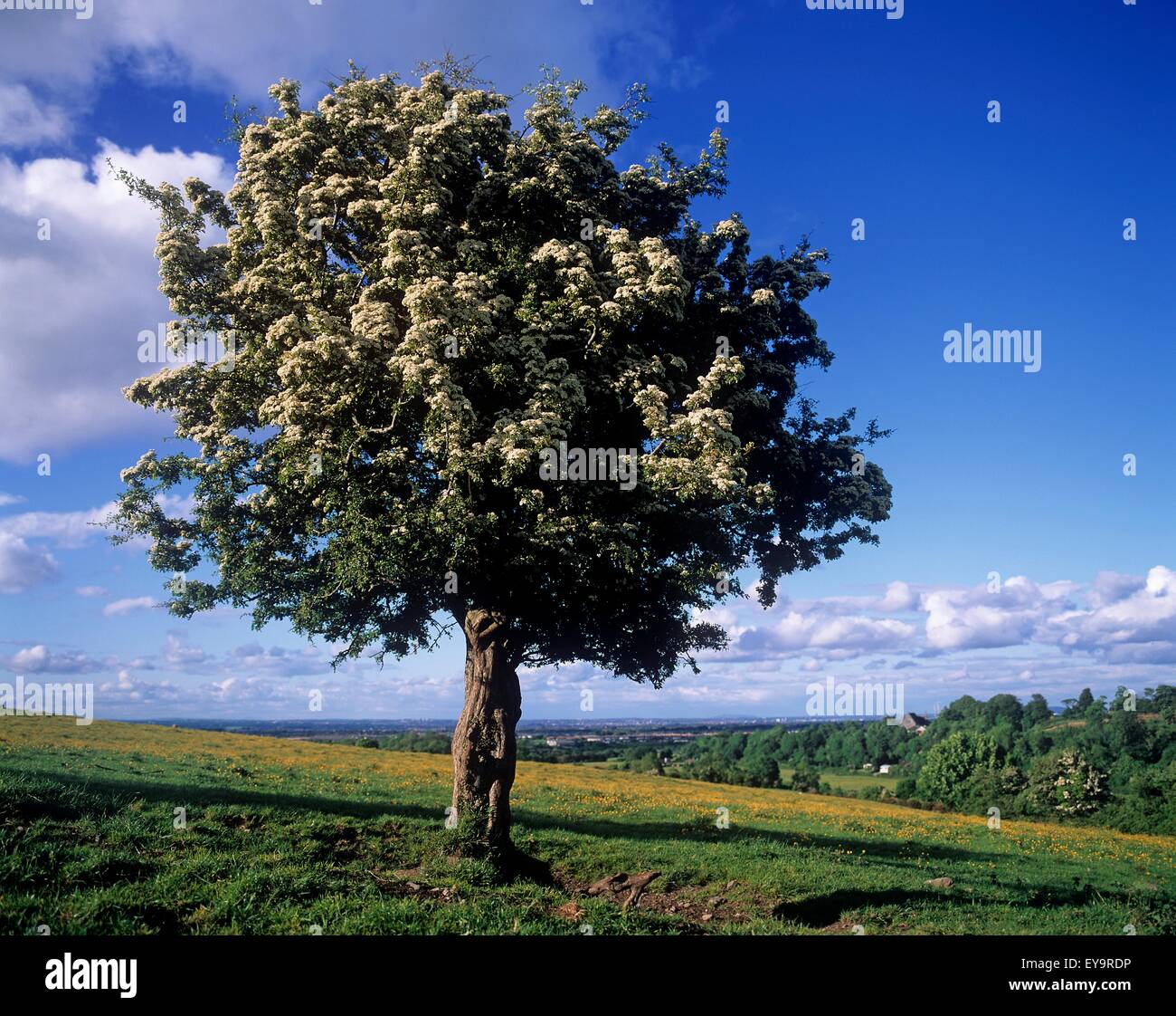 Hawthorn trees ireland hi-res stock photography and images - Alamy