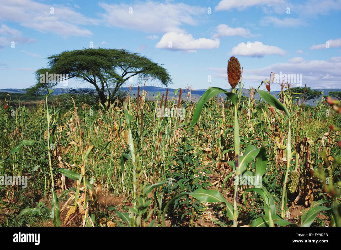 Field With Crops Of Red Sorgham, Millet, Maize And Cow Peas Stock Photo ...