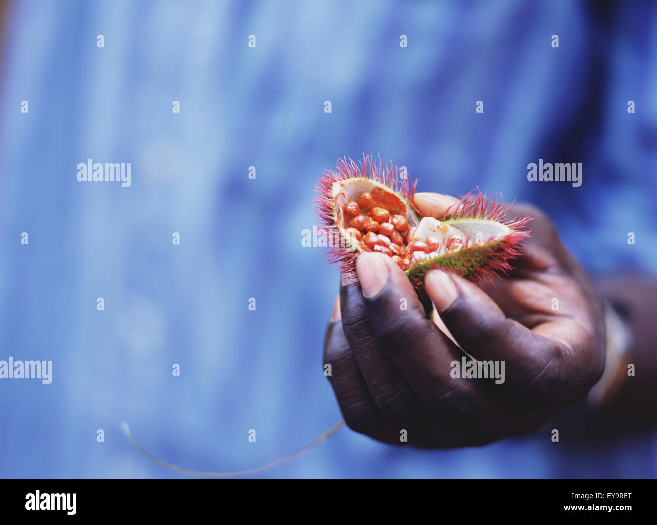 Man Holding A Seed Pod On The Spice Tour Stock Photo - Alamy