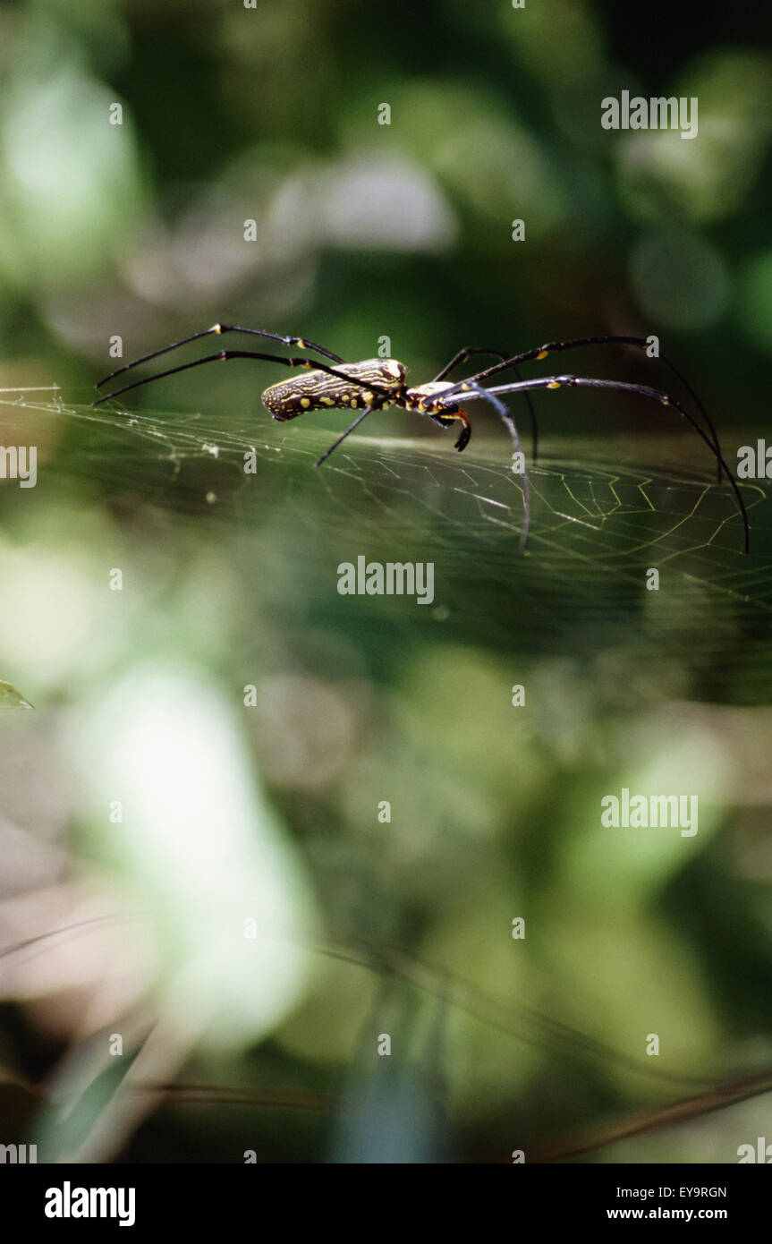 Nephilia Spider Walking On Spider Web Stock Photo - Alamy