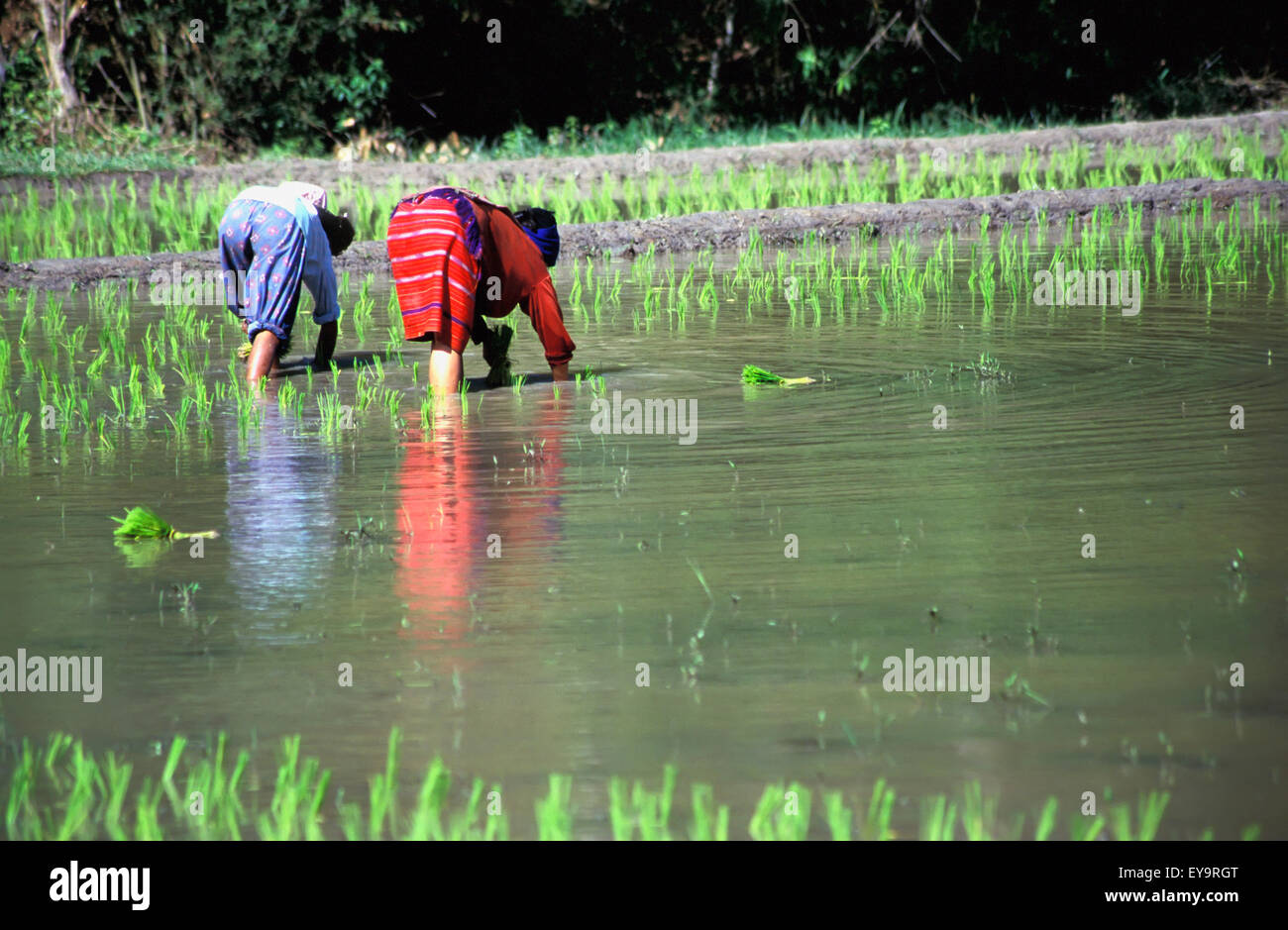 Two Rice Pickers In A Paddy Field Stock Photo - Alamy