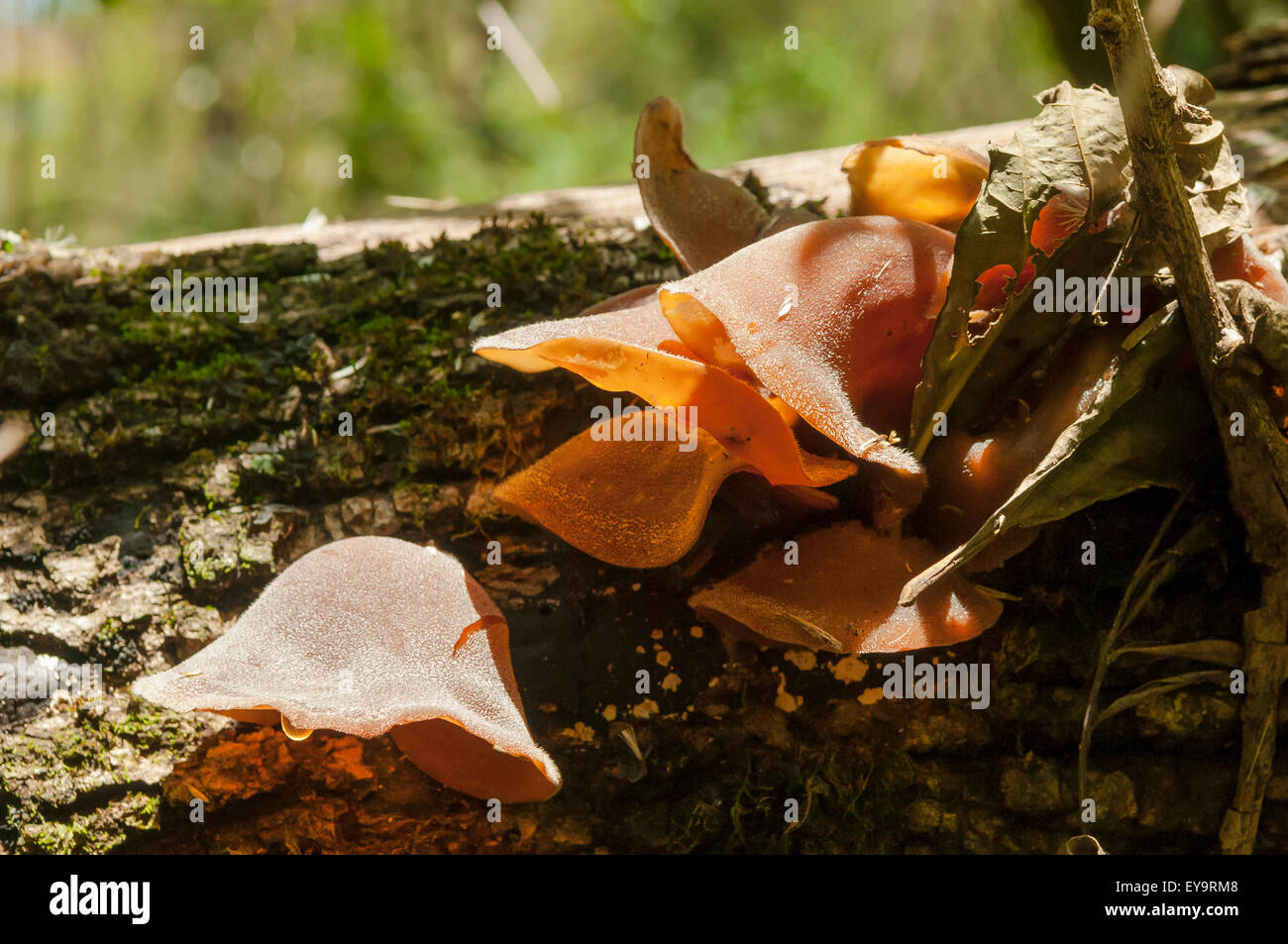 Auricularia polytricha, Cloud Ear Fungus, Lake Atitlan, Guatemala Stock ...