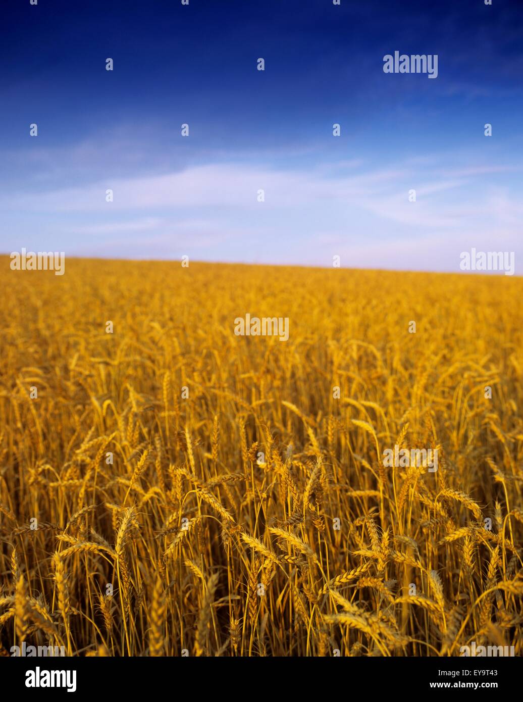 Wheat on small farms hi-res stock photography and images - Alamy