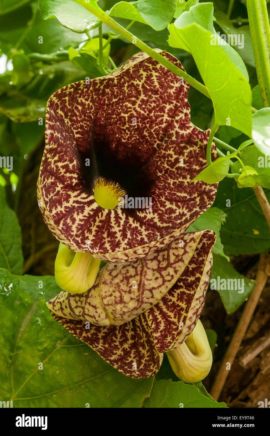 Aristolochia elegans, Dutchman's Pipe at Lake Atitlan, Guatemala Stock ...