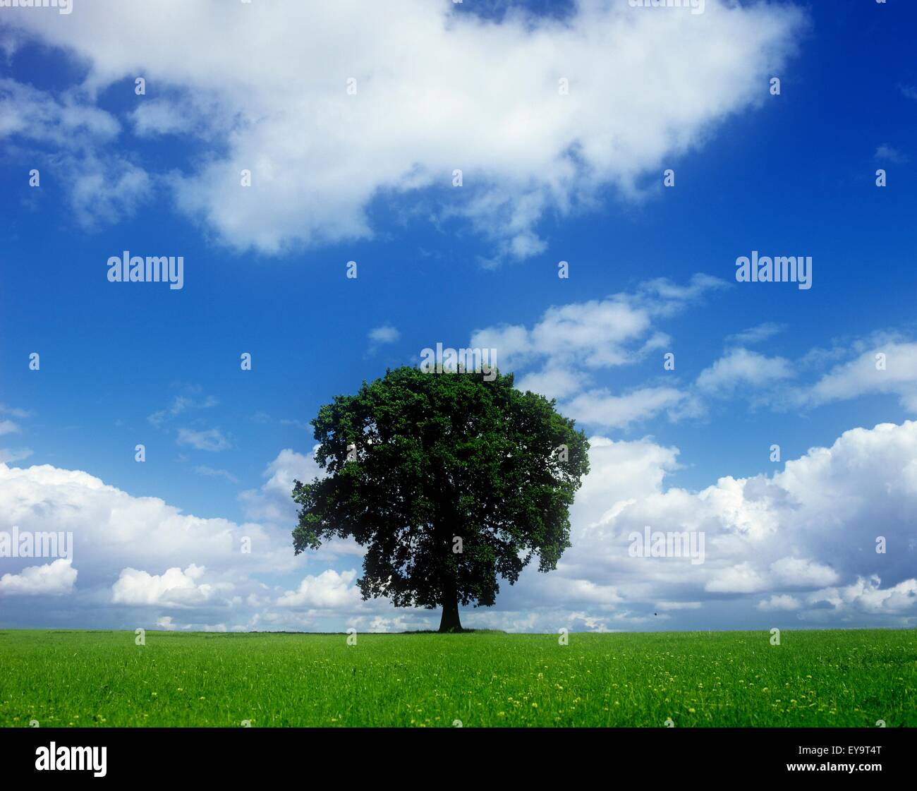 Oak tree pics hi-res stock photography and images - Alamy