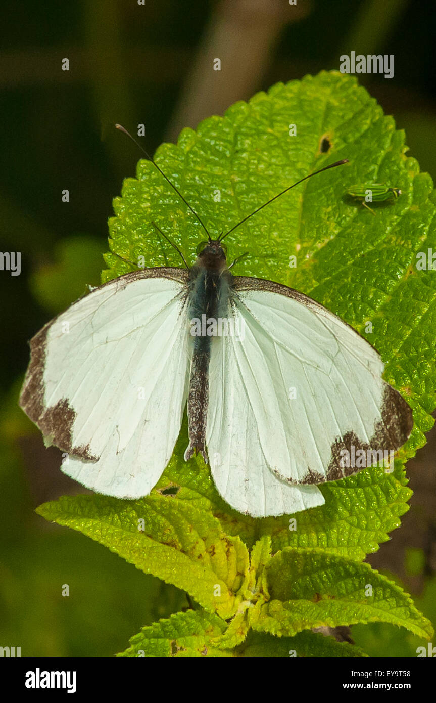 Morpho polyphemus, White Morpho Butterfly at Lake Atitlan, Guatemala ...