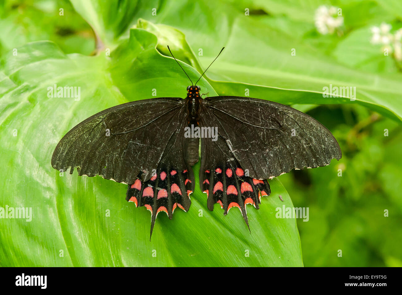 Magnificent swallowtail hi-res stock photography and images - Alamy