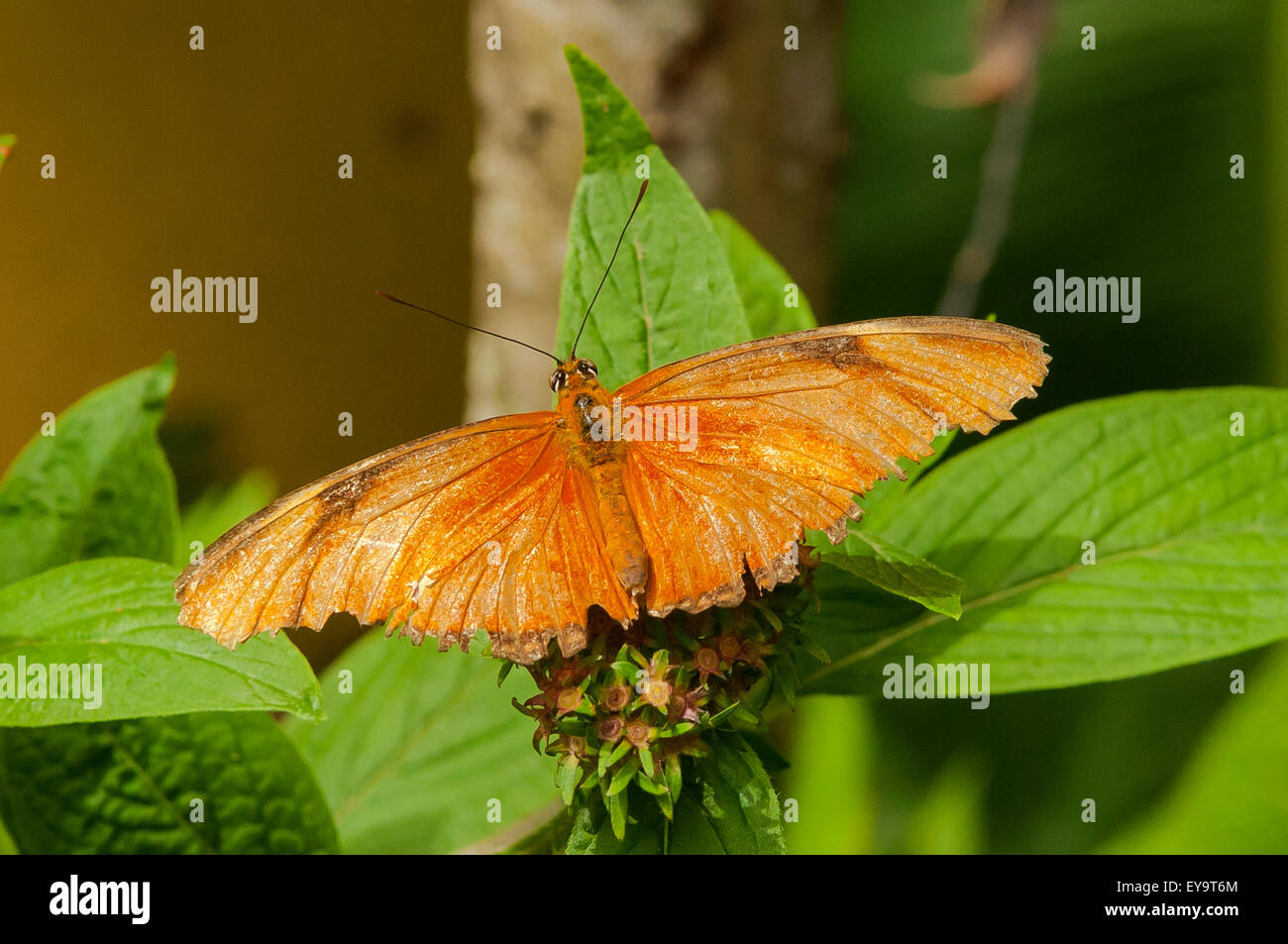 Batwing butterfly hi-res stock photography and images - Alamy