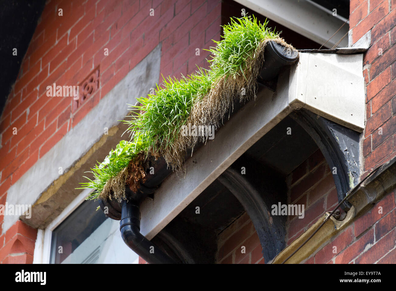 Grass Growing In Gutter High Resolution Stock Photography and Images ...