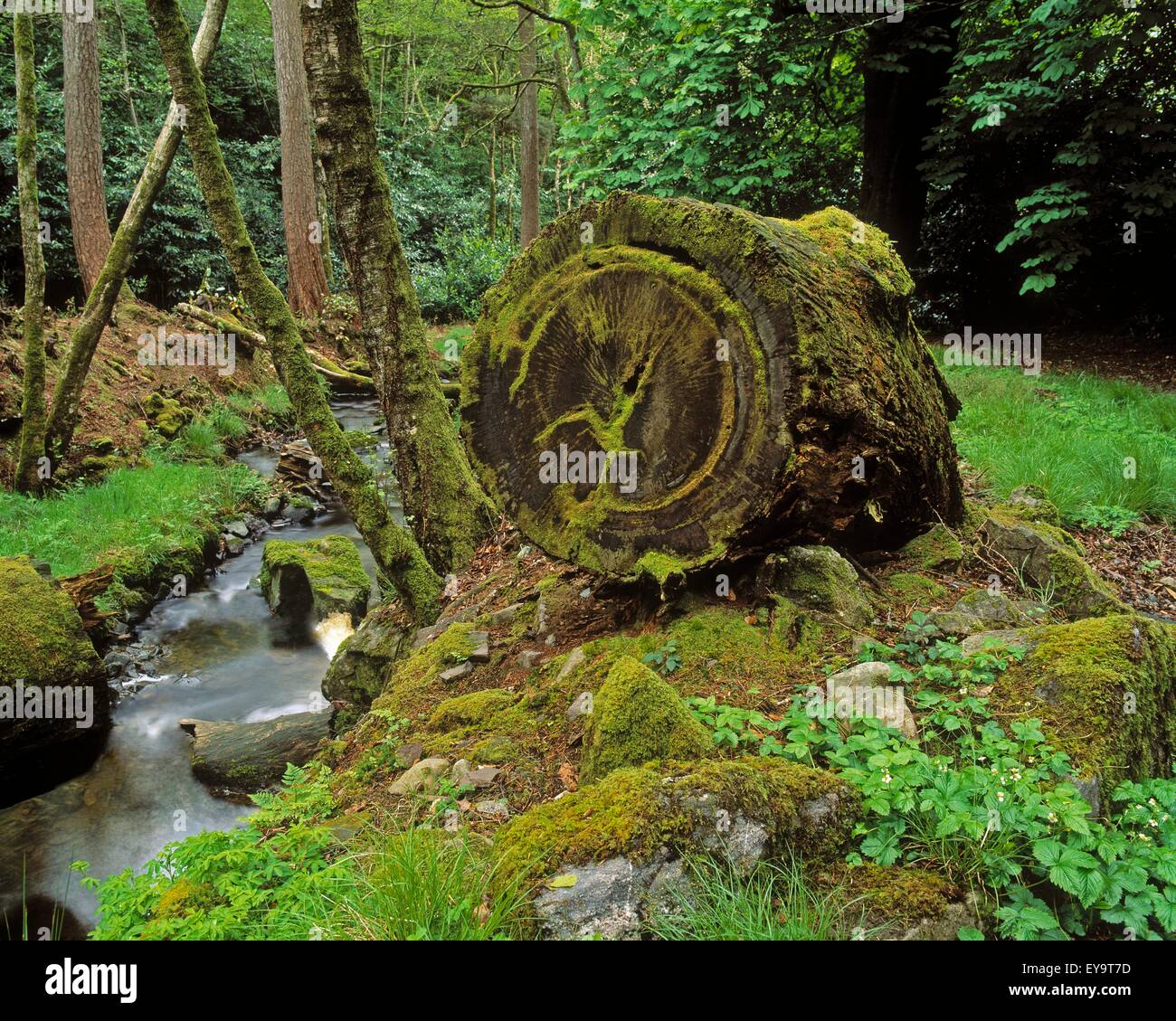 Stream And Woodland, Kilfane Glen, Co Kilkenny, Ireland Stock Photo - Alamy