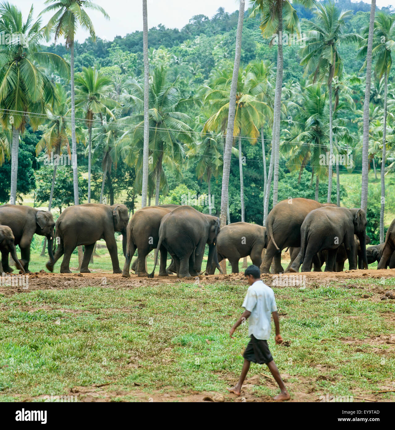 Elephants In Trees Stock Photo - Alamy