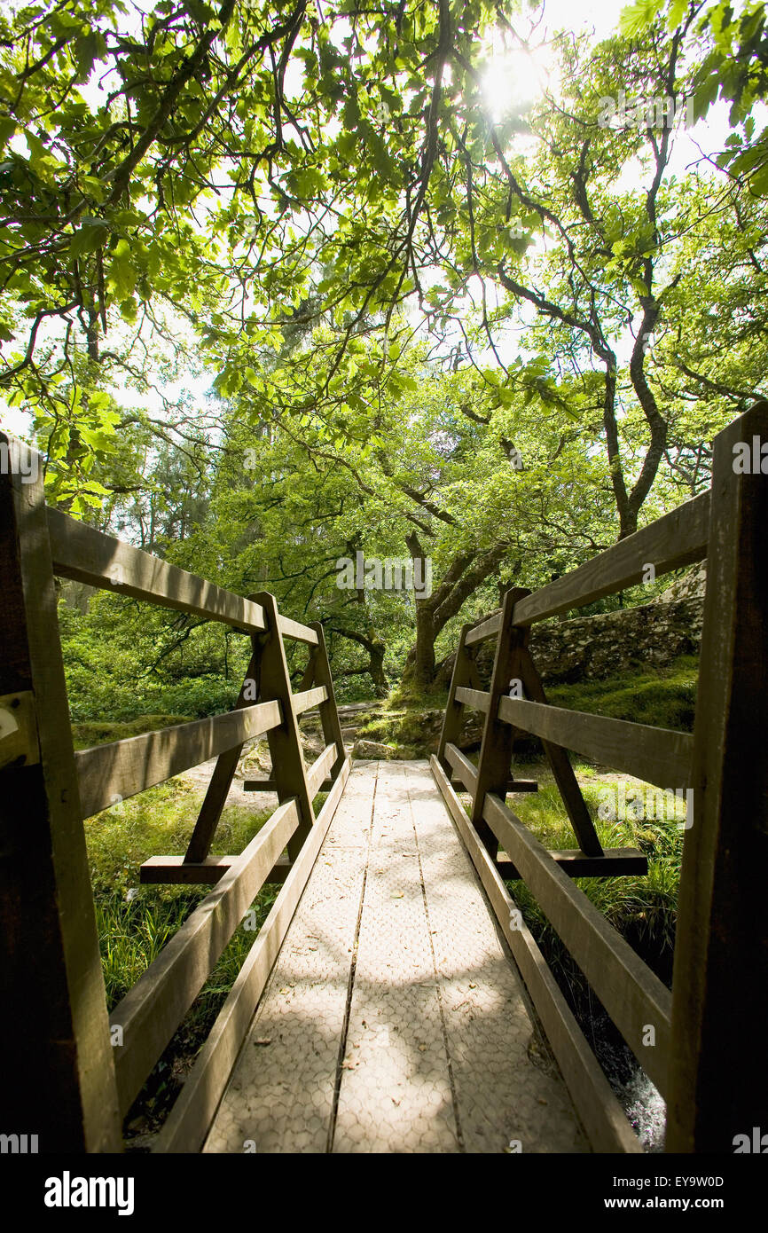 Wooden Bridge Over Stream In Wooded Valley Stock Photo - Alamy