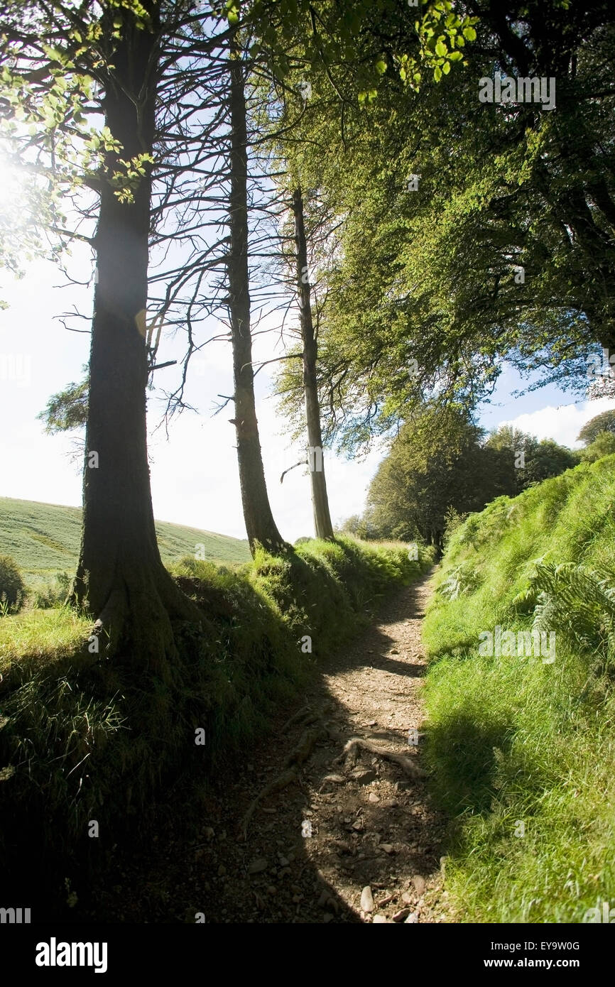 Country Footpath Through Edge Of Woods Stock Photo - Alamy