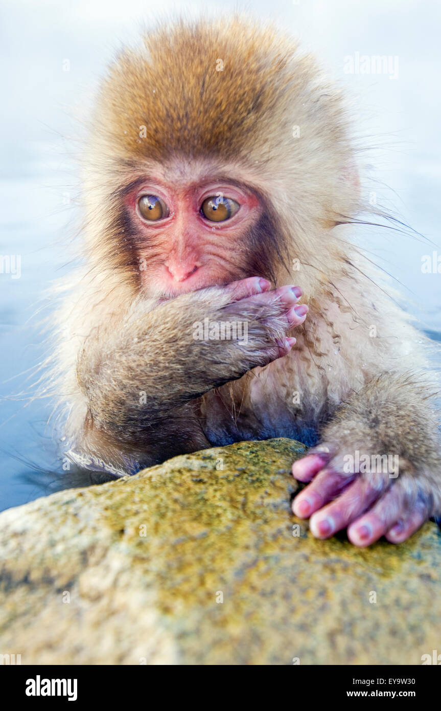 Wild Japanese macaque monkeys soaking in the hot spring in Jigokudani ...