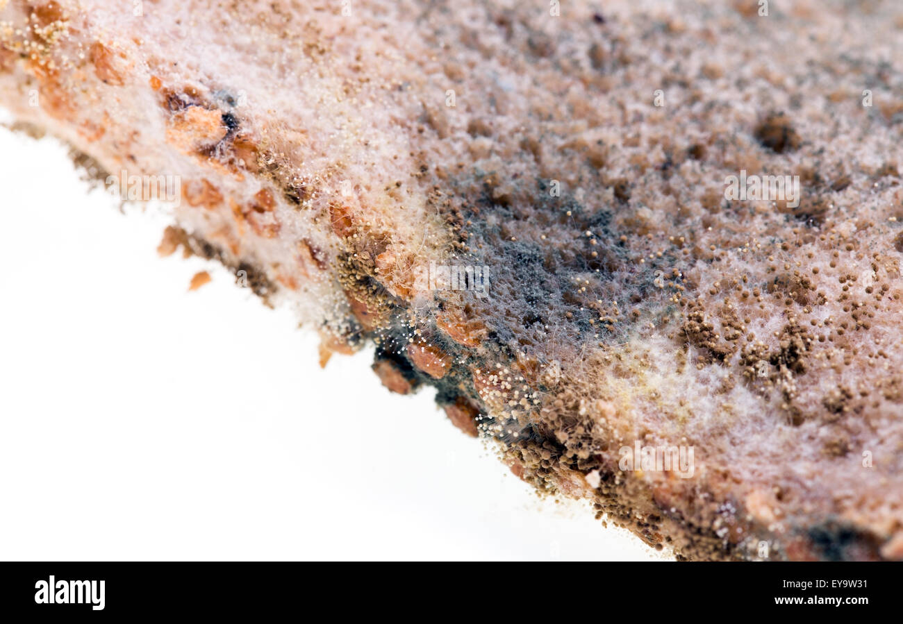 mold on food Stock Photo - Alamy