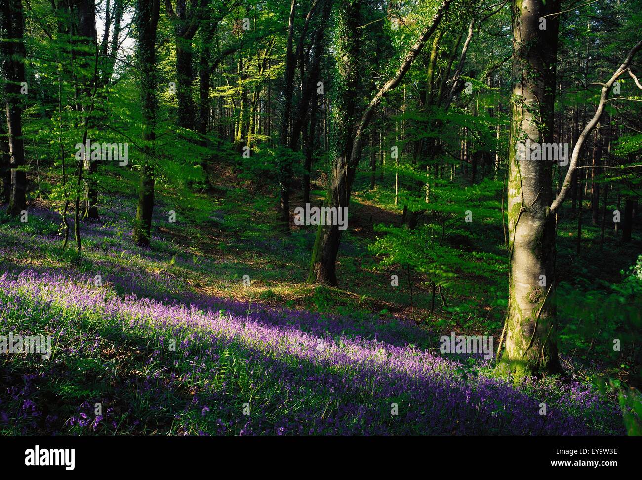 Clara Vale, Co Wicklow, Ireland Stock Photo - Alamy