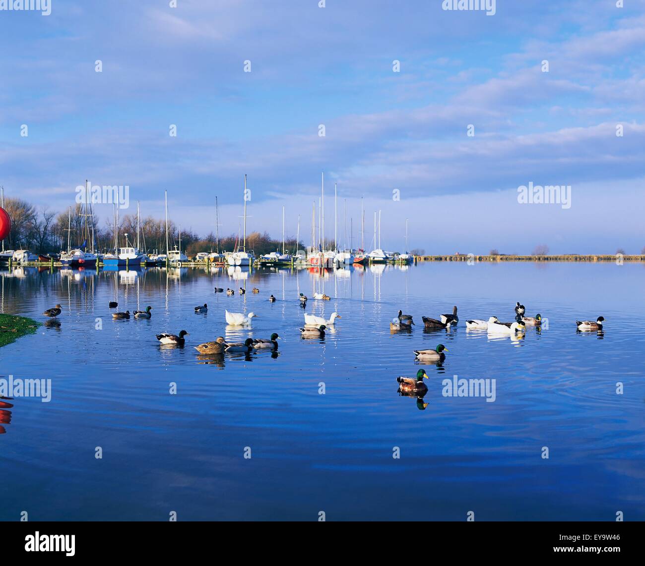 Kinnego Marina, Lough Neagh, Co Antrim, Ireland; Ducks Swimming By A ...