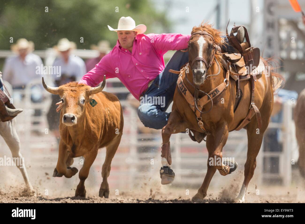 Cheyenne, Wyoming, USA. 24th July, 2015. Steer Wrestler Will Lummus of ...