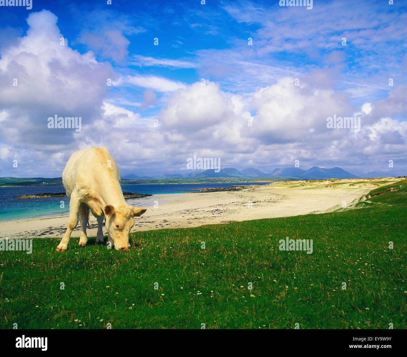 Charolais Cow, Mannin Bay, Co Galway, Ireland; Cow Grazing Stock Photo ...