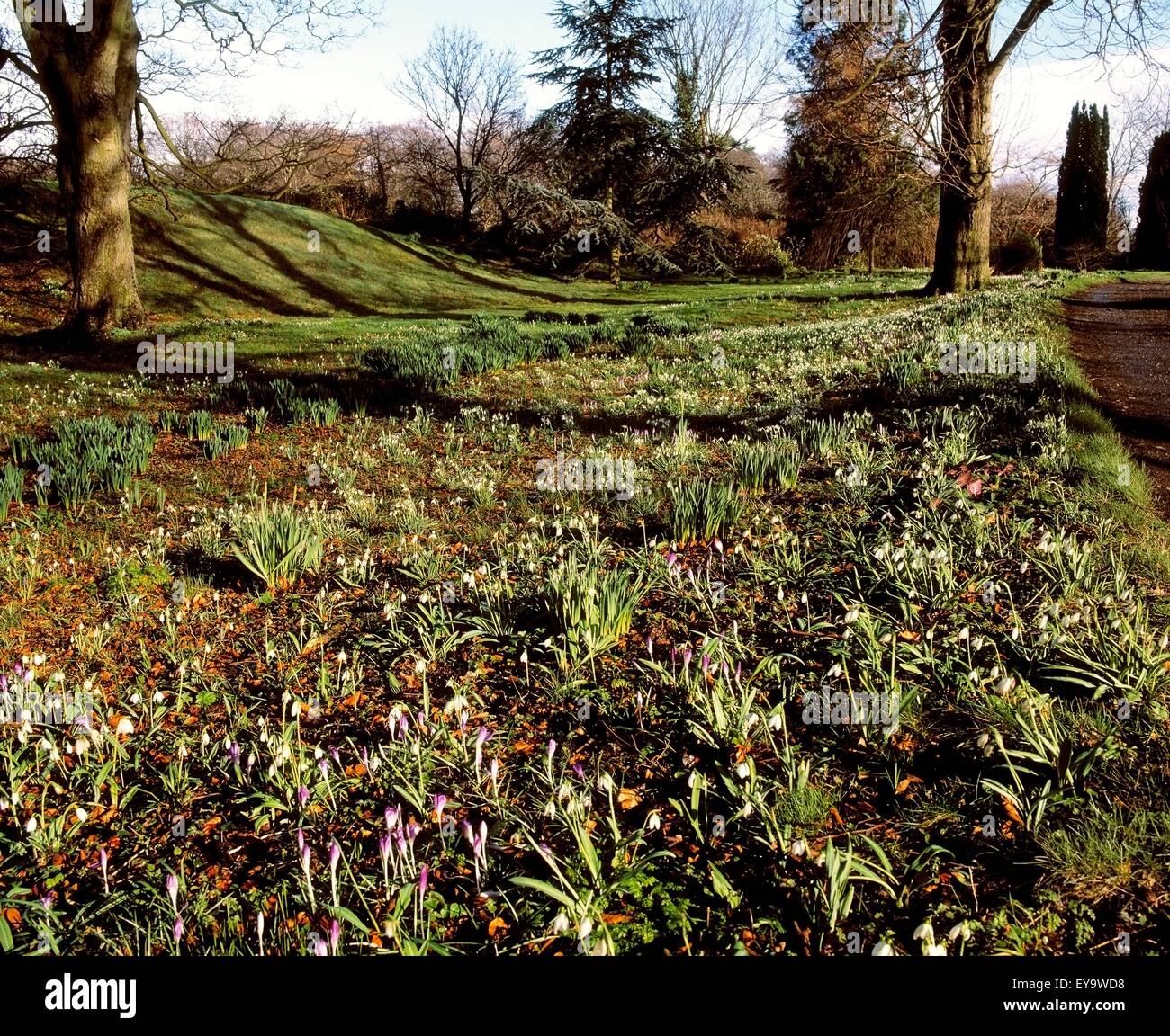 Primrose Hill, Lucan, Co Dublin, Ireland; Snowdrops And Crocus Stock ...