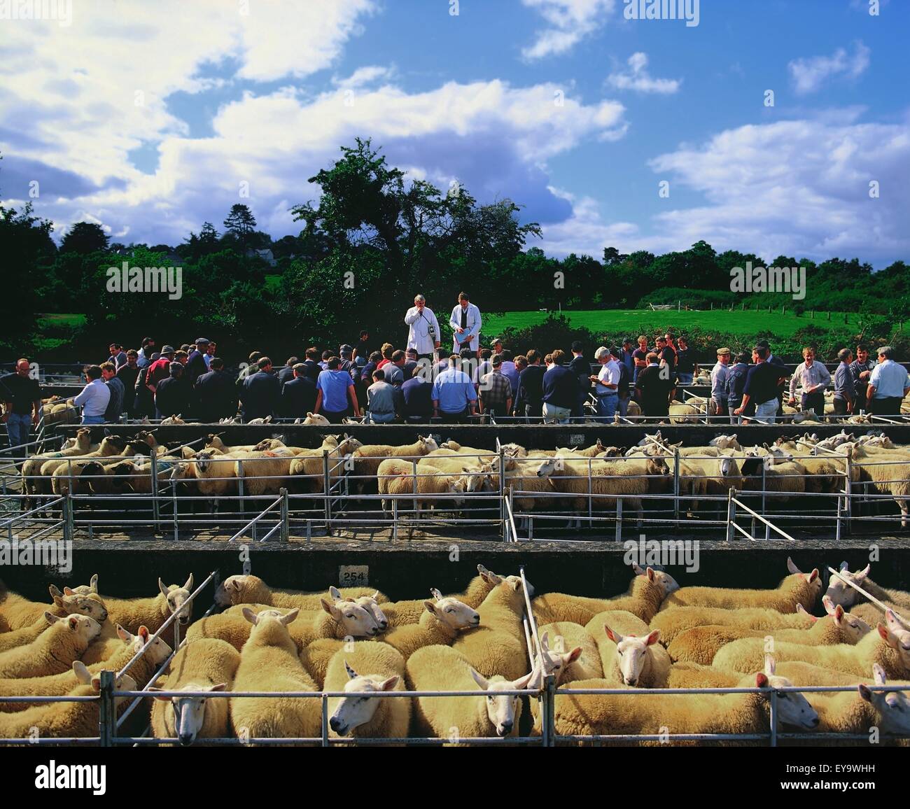 Borris, Co Carlow, Ireland; Sheep Mart Stock Photo - Alamy