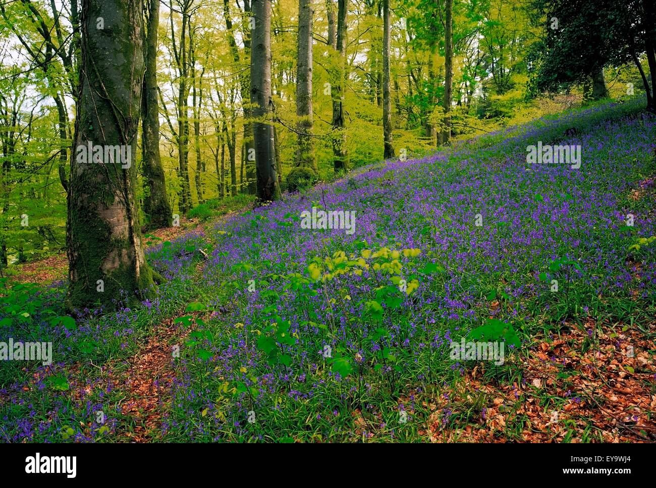 Clara Vale, Co Wicklow, Ireland Stock Photo - Alamy