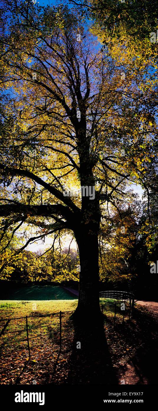 Trees During Autumn Stock Photo - Alamy