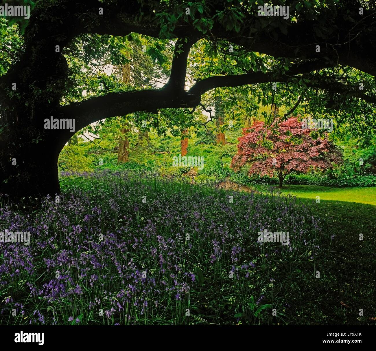 Garden; Tree And Flowers In A Garden Stock Photo - Alamy