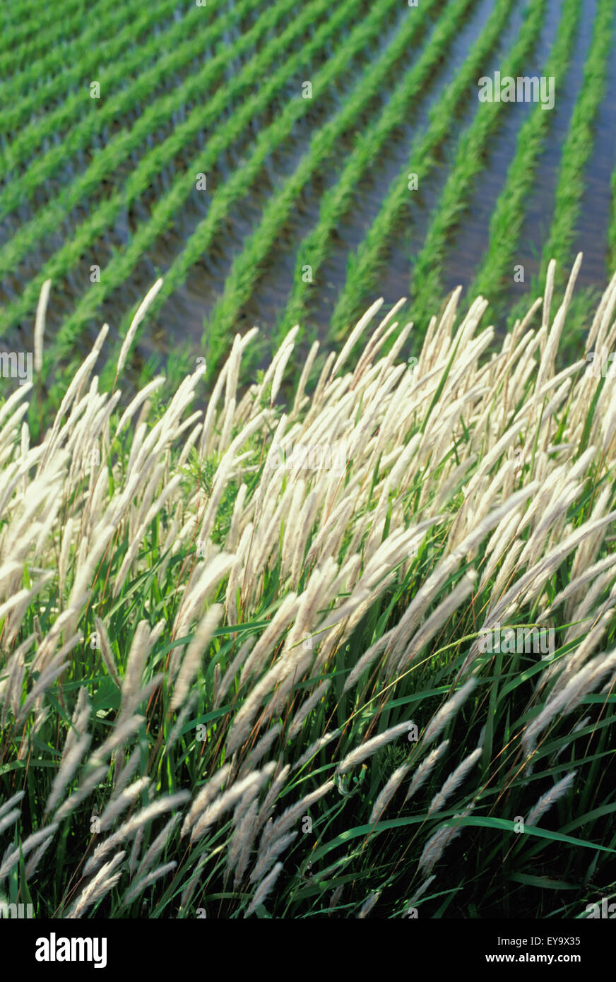 White Grass Beside Rice Paddy Fields Stock Photo - Alamy