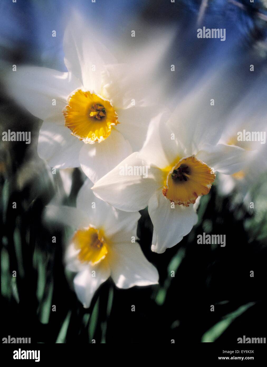 Three flowers hi-res stock photography and images - Alamy