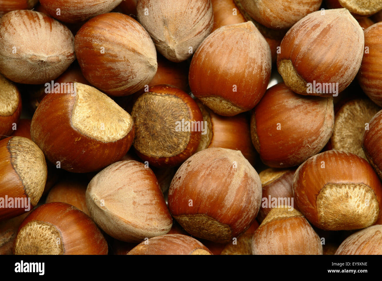 Hazelnut pattern hi-res stock photography and images - Alamy