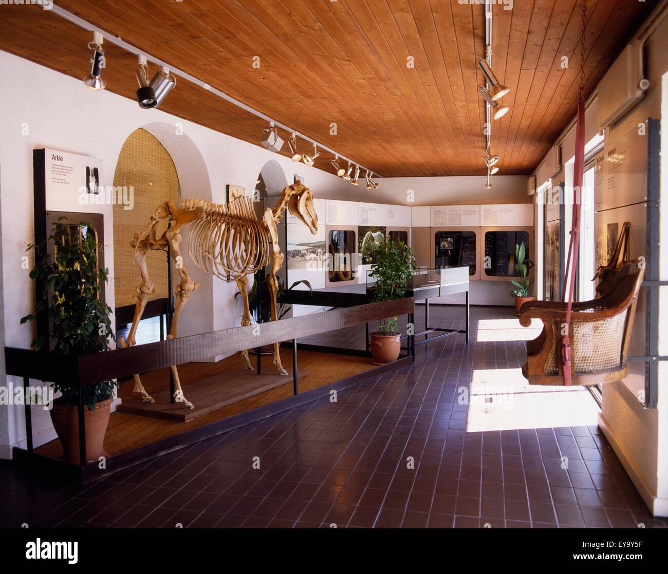 Irish National Stud, Tully, Kildare, Co. Kildare, Ireland; Skeleton Of ...