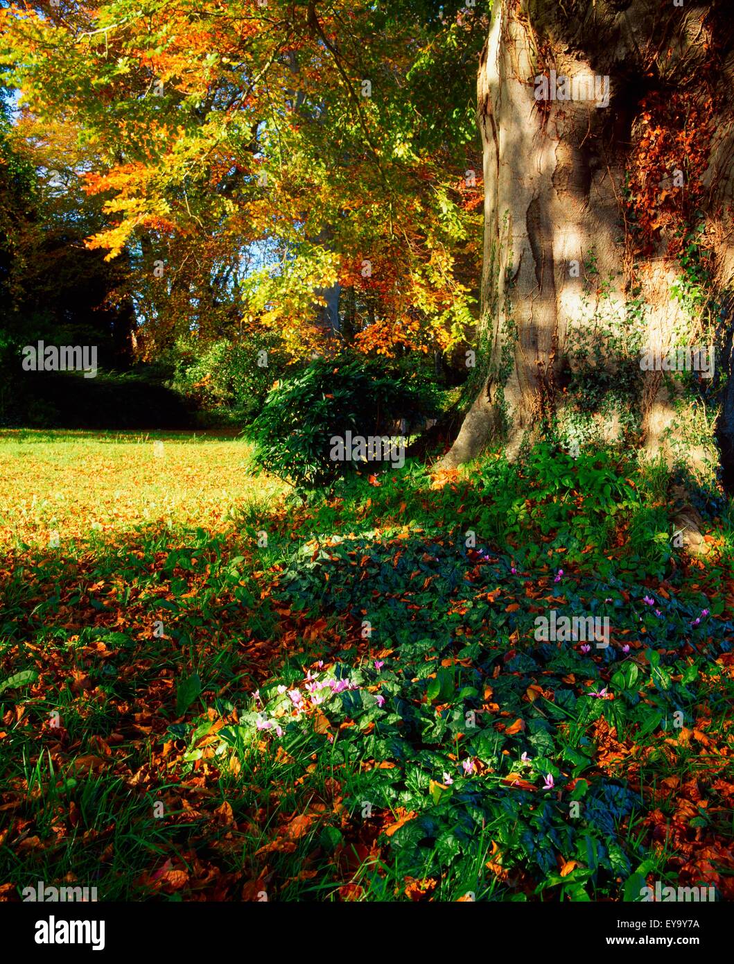 Fernhill Gardens, Co Dublin, Ireland; Cyclamen Under A Beech Tree Stock ...