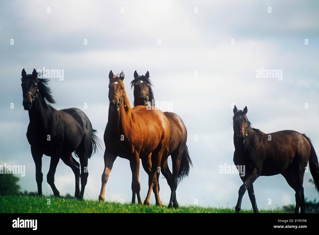 Horses in the field hi-res stock photography and images - Alamy