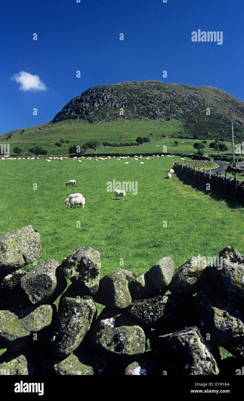 Slemish mountain county antrim hi-res stock photography and images - Alamy