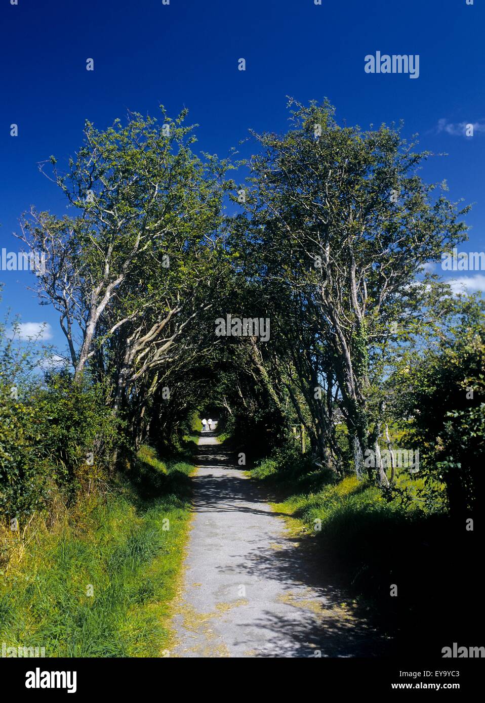 Trees Along A Road, Buncrana, County Donegal, Republic Of Ireland Stock ...