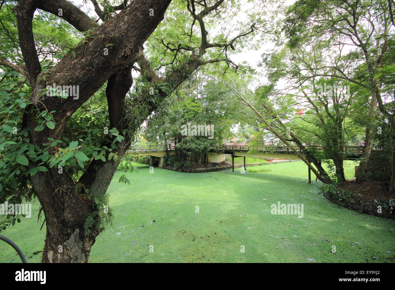 Muppalam, Alleppey, Kerala, India Stock Photo - Alamy
