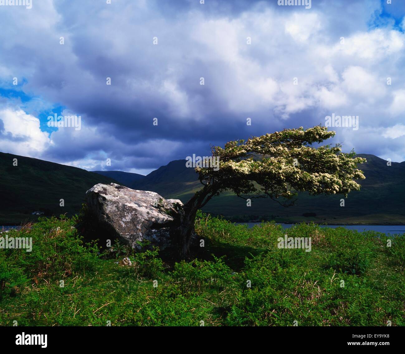 Killary Harbour, Connemara, County Galway, Ireland; Lone Hawthorn Tree ...