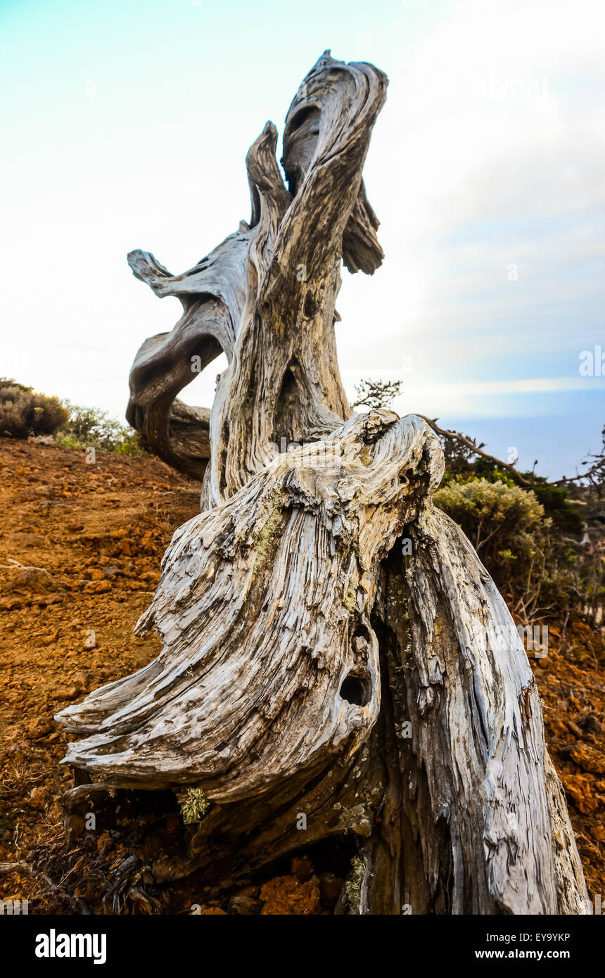 Gnarled Juniper Tree Shaped By The Wind Stock Photo - Alamy