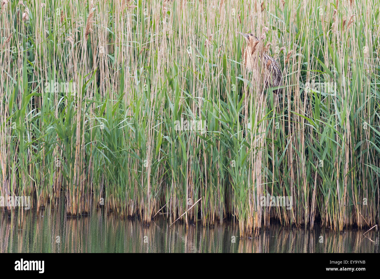 Eurasian bittern botaurus stellaris in hi-res stock photography and ...