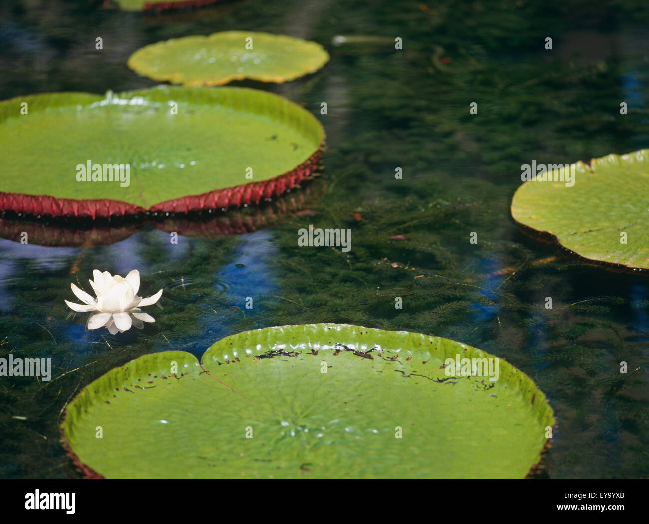 Water Lily And Lily Pads Of Botanical Gardens, Close Up Stock Photo - Alamy