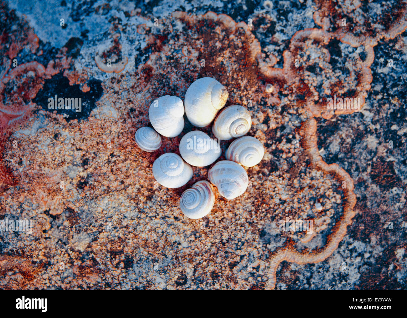 Group Of Shells On Beach Stock Photo - Alamy