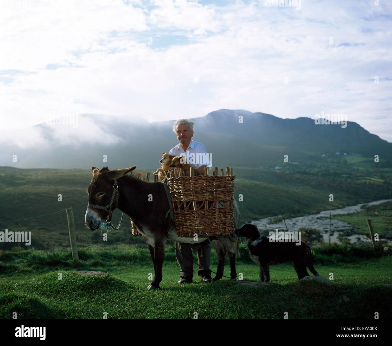 Farmer With Donkey And Dogs, Glenbeigh, Ring Of Kerry, Ireland Stock ...